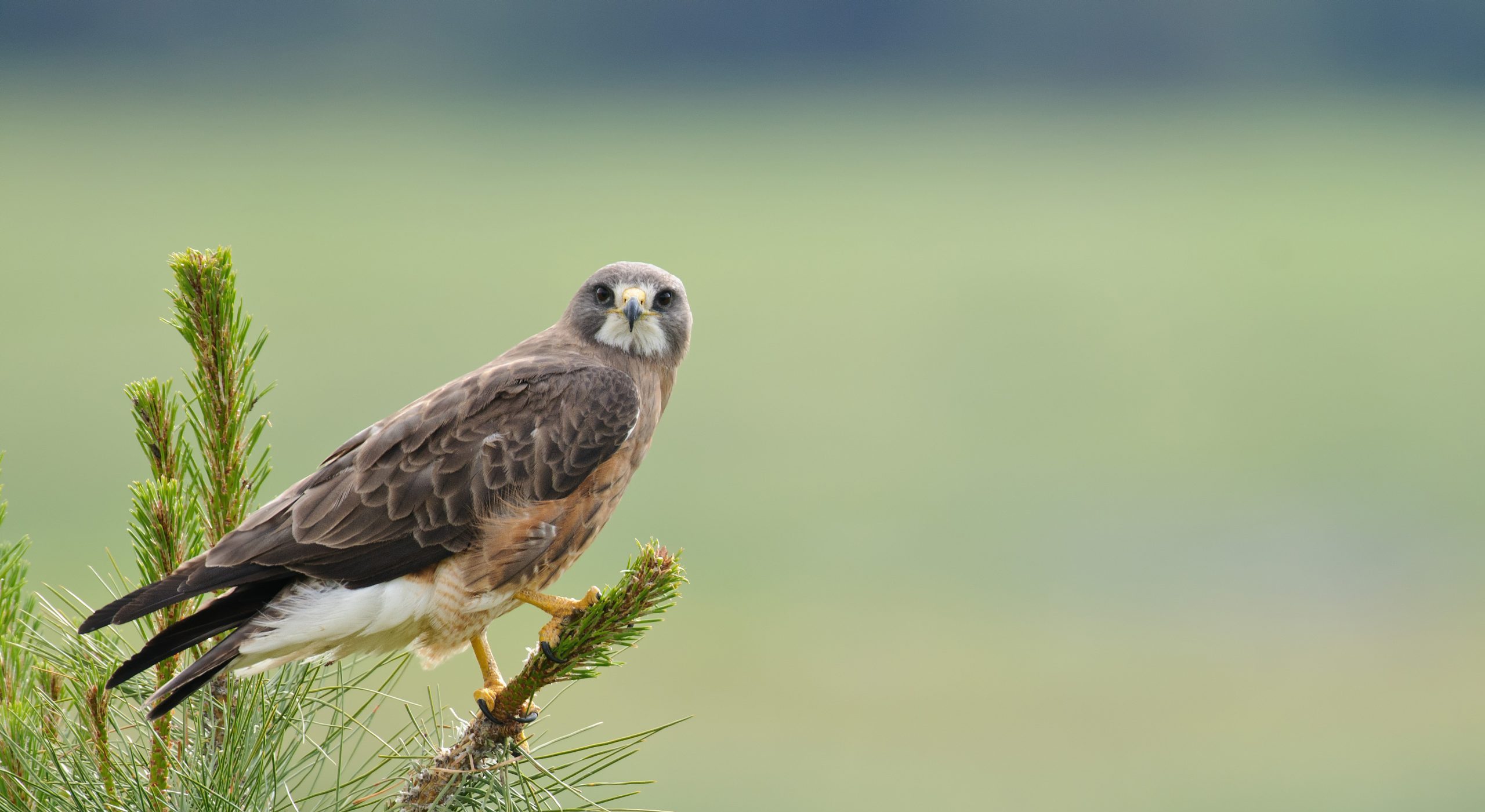 Integrated Environmental Monitoring and Analysis - InnoTech Alberta